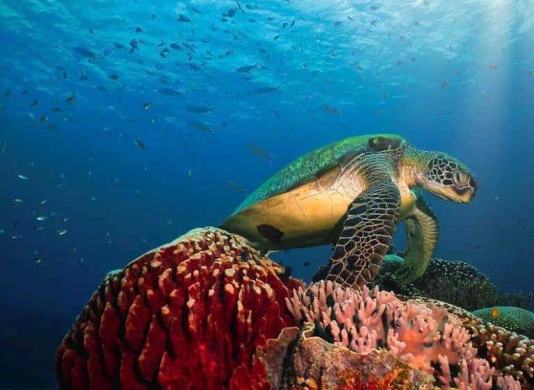 Diving di Pulau Siaba Labuan Bajo, Makin Seru Bareng si Penyu
